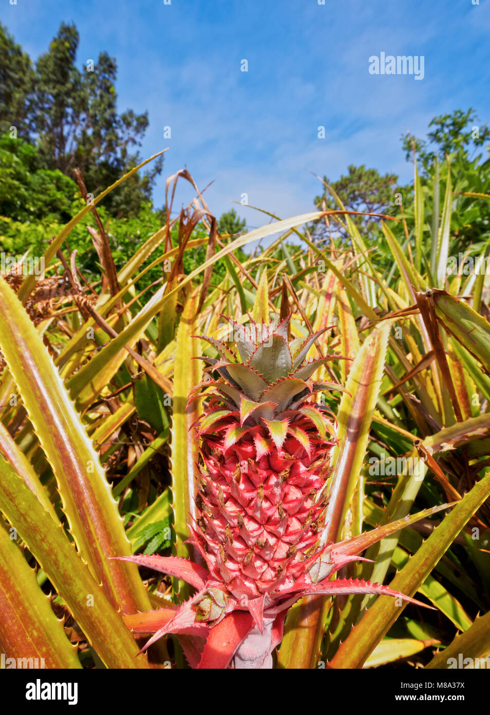 Azores pineapple hi-res stock photography and images - Alamy