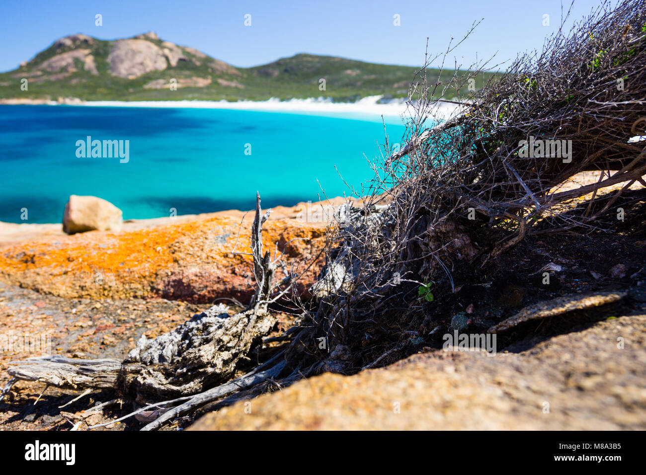 Tree growing in shallow scrape on rocky headland at Thistle Cove, Cape ...