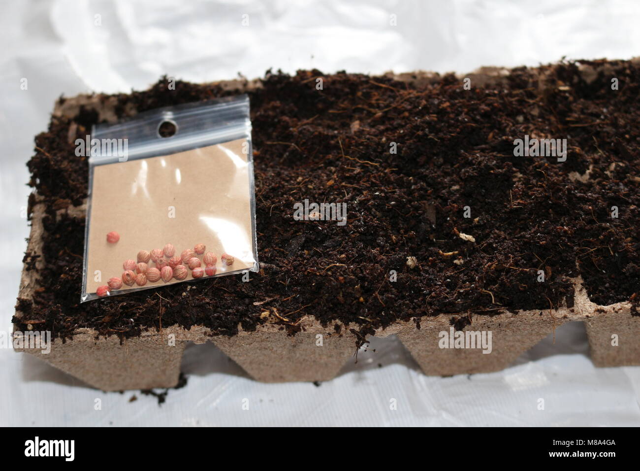 sowing seeds in spring in biodegradable peat pots Stock Photo - Alamy