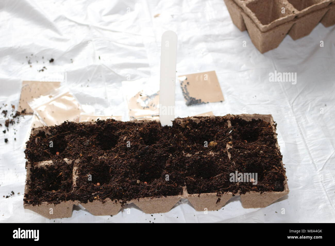 Chilli seeds sowing hi-res stock photography and images - Alamy