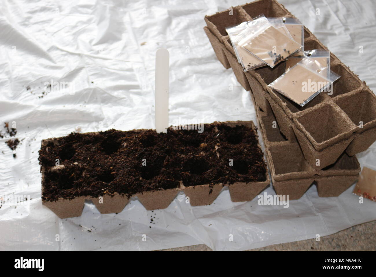 sowing seeds in spring in biodegradable peat pots Stock Photo - Alamy