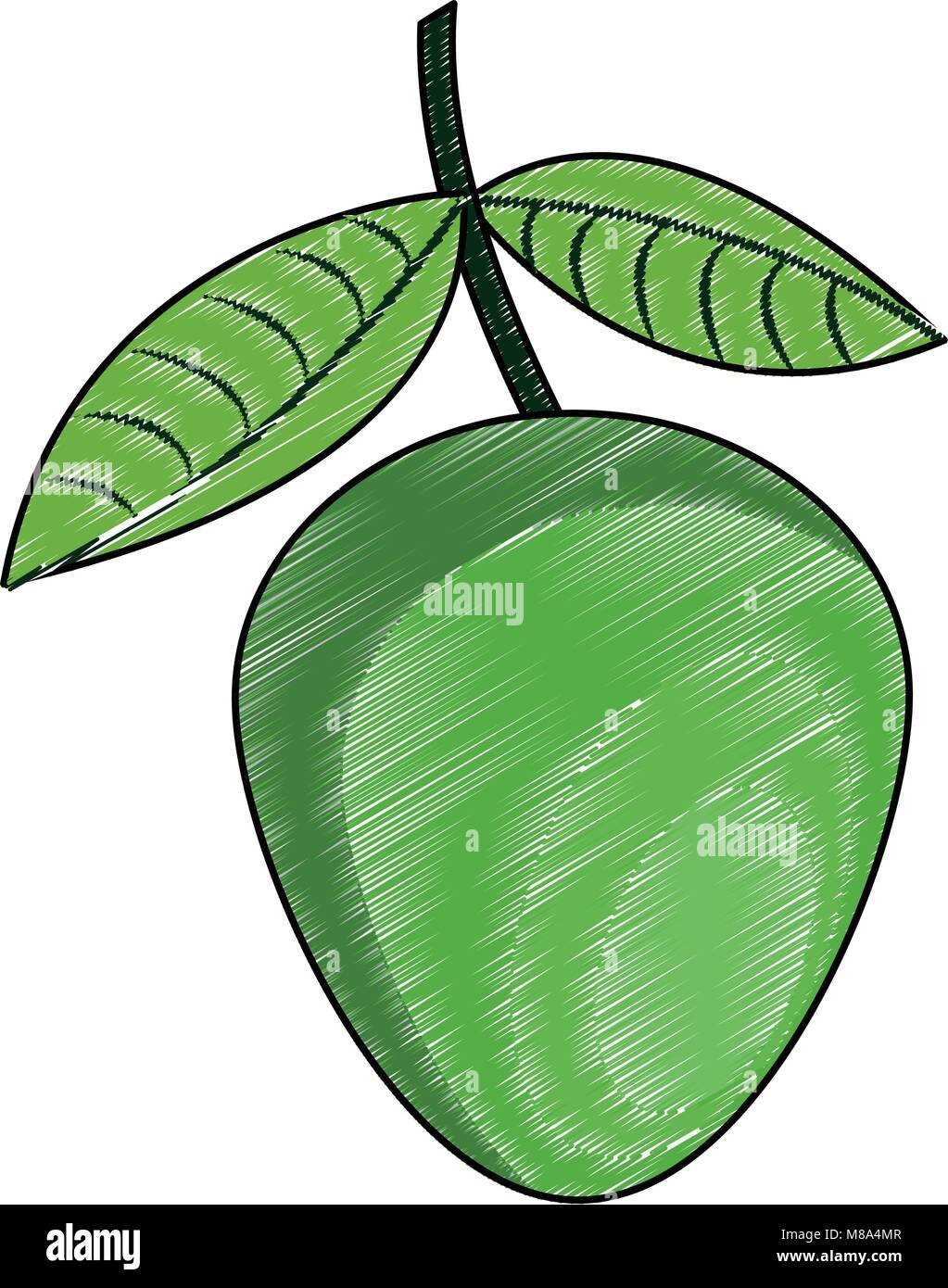 genip fruit isolated vector illustration graphic design Stock Vector ...