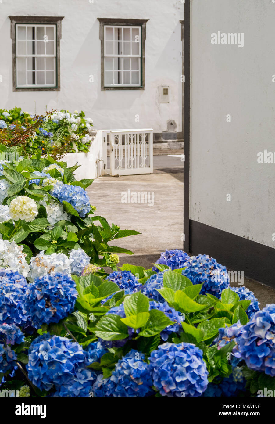 Hortensias in Santa Cruz das Flores, Flores Island, Azores, Portugal ...