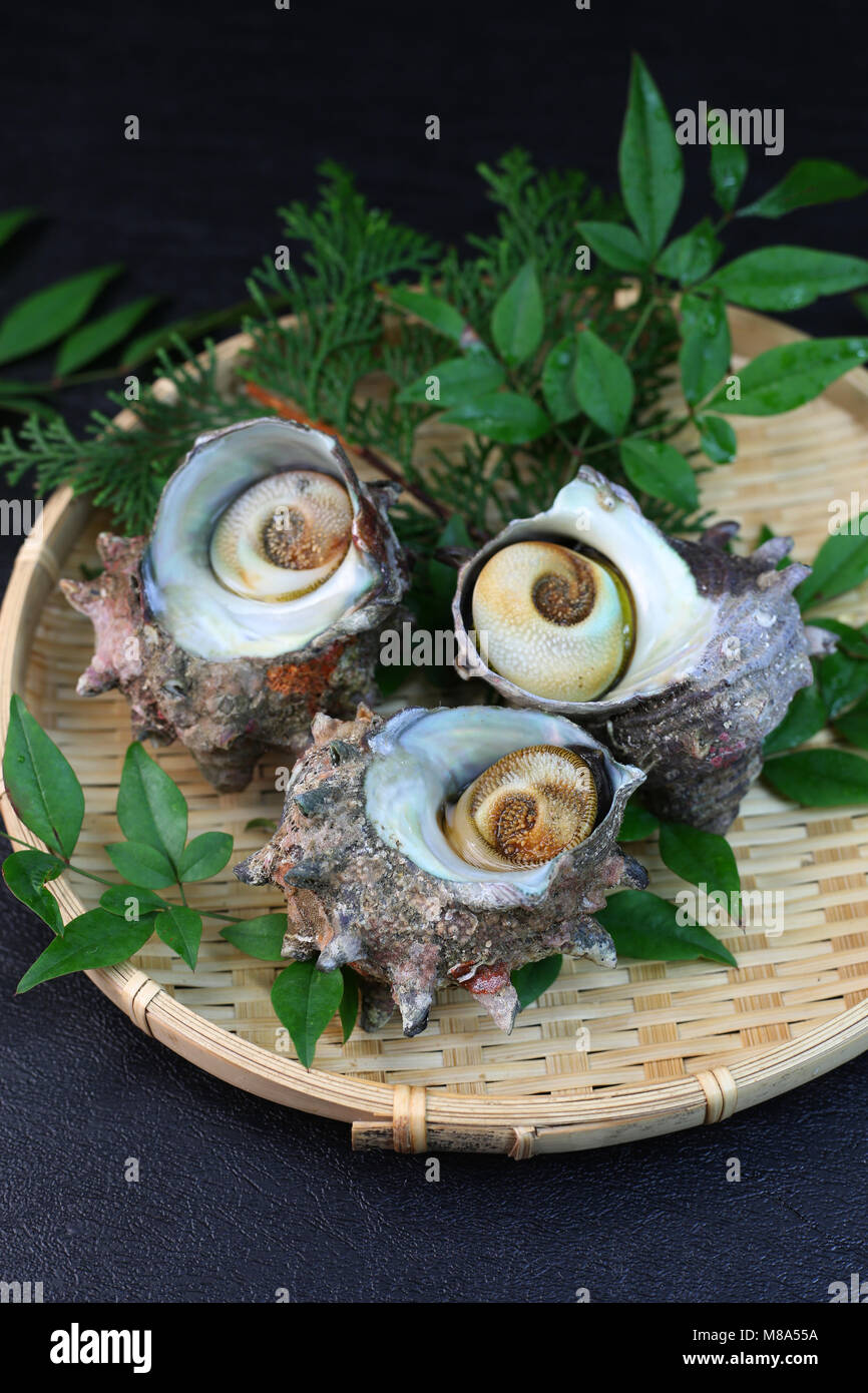 Turban shells hi-res stock photography and images - Alamy