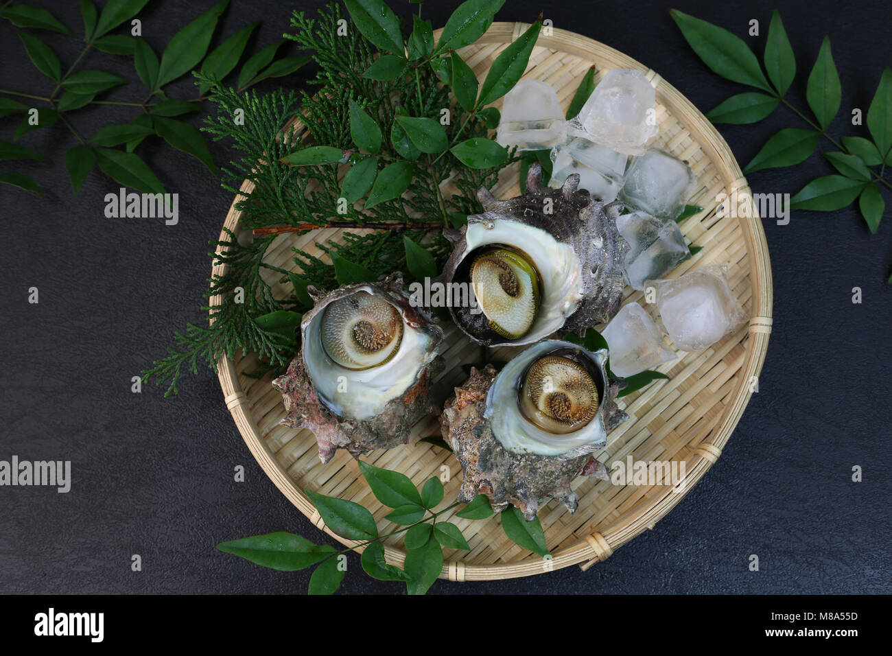 Turban shells hi-res stock photography and images - Alamy