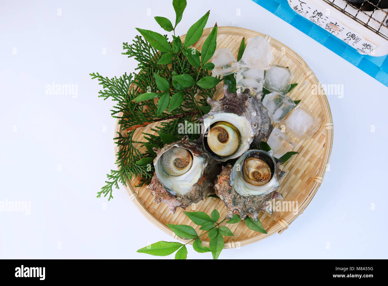 Turban shells hi-res stock photography and images - Alamy