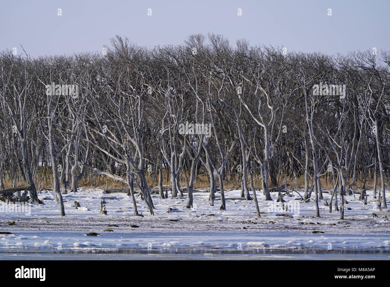 Narawara die back oak trees hi-res stock photography and images - Alamy