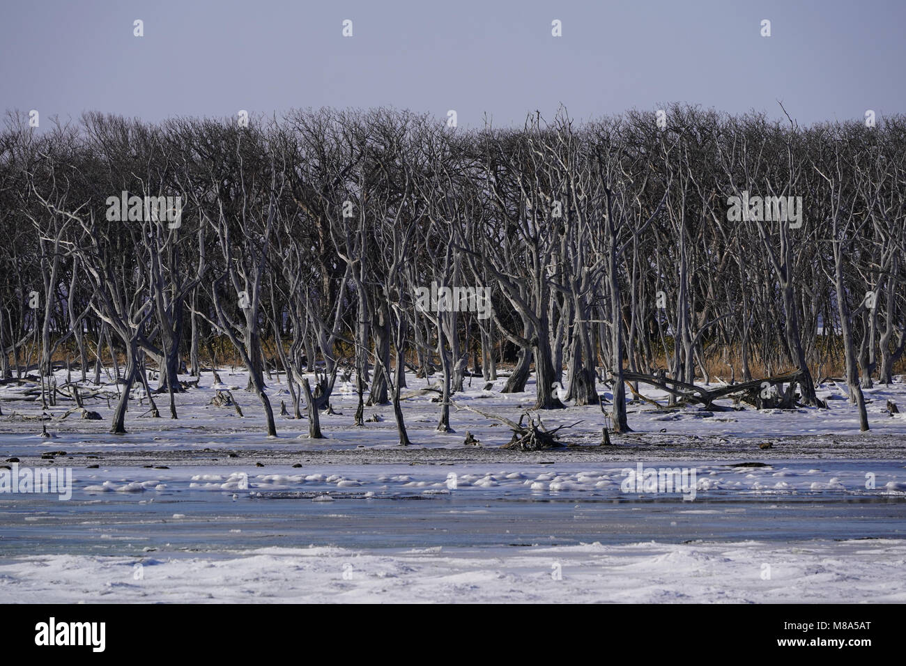 Narawara die back oak trees hi-res stock photography and images - Alamy