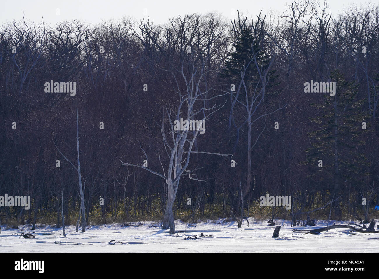 Narawara die back oak trees hi-res stock photography and images - Alamy