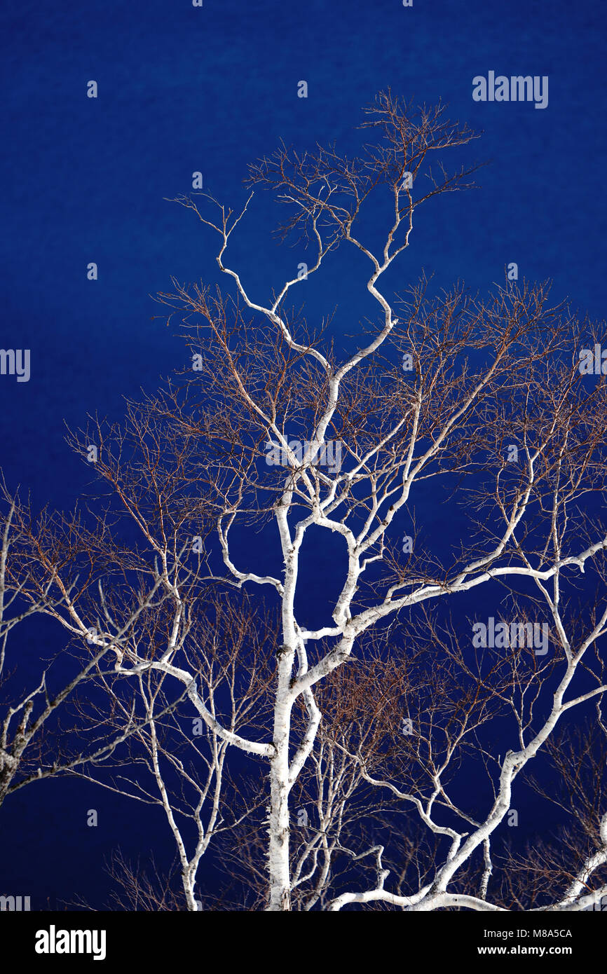 White Birch trees and Lake Mashu, Hokkaido, Japan Stock Photo - Alamy