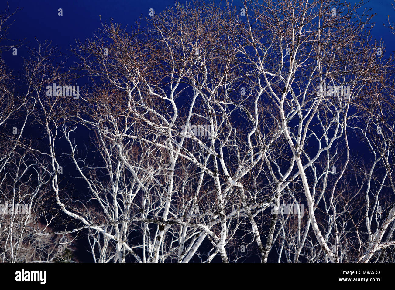 White Birch trees and Lake Mashu, Hokkaido, Japan Stock Photo - Alamy
