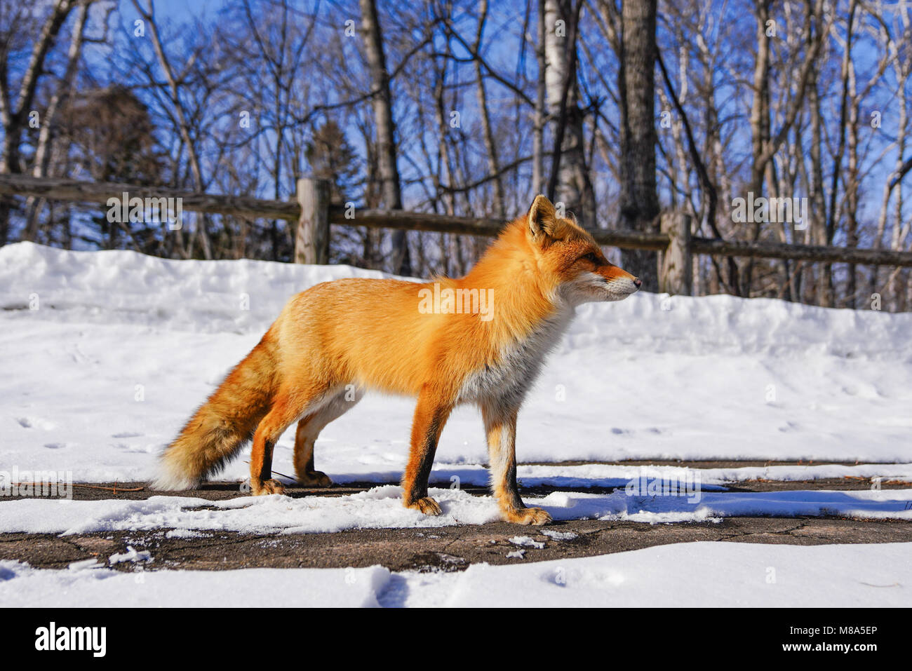 Ezo Red Fox Stock Photo - Alamy