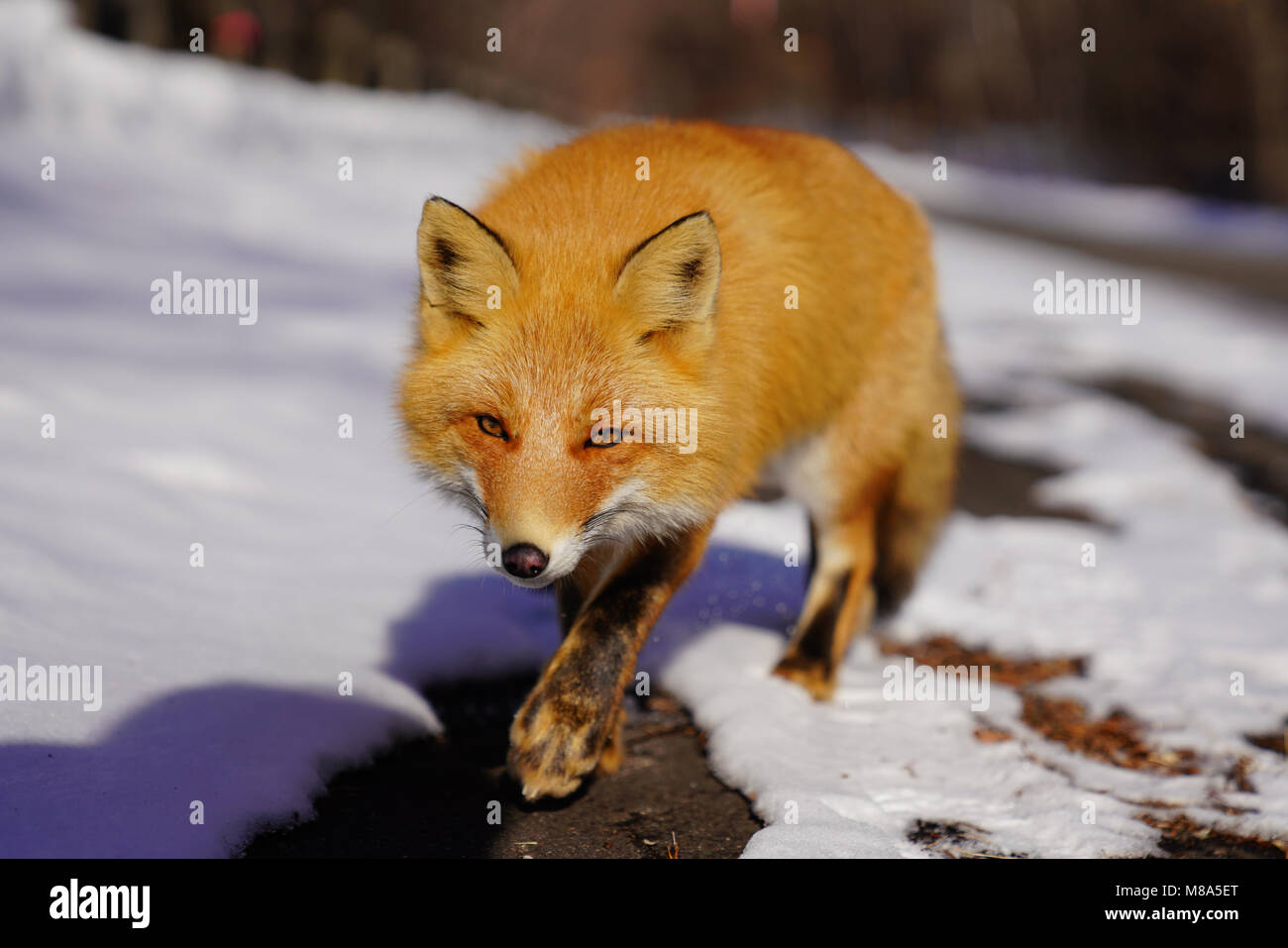 Kitakitsune High Resolution Stock Photography and Images - Alamy