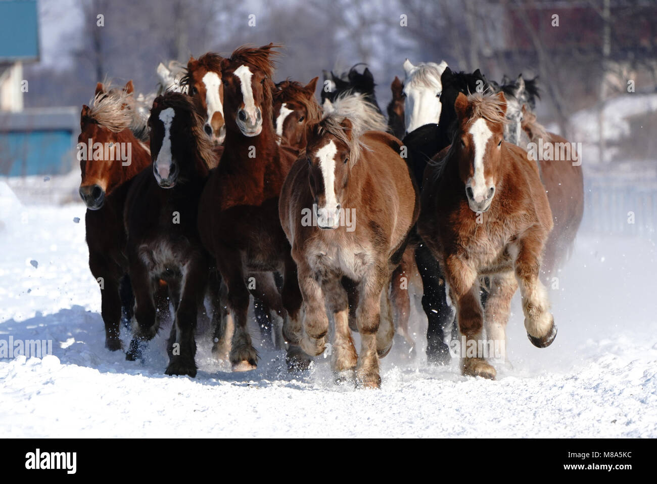 Horse Running in Snow Field Stock Photo - Alamy