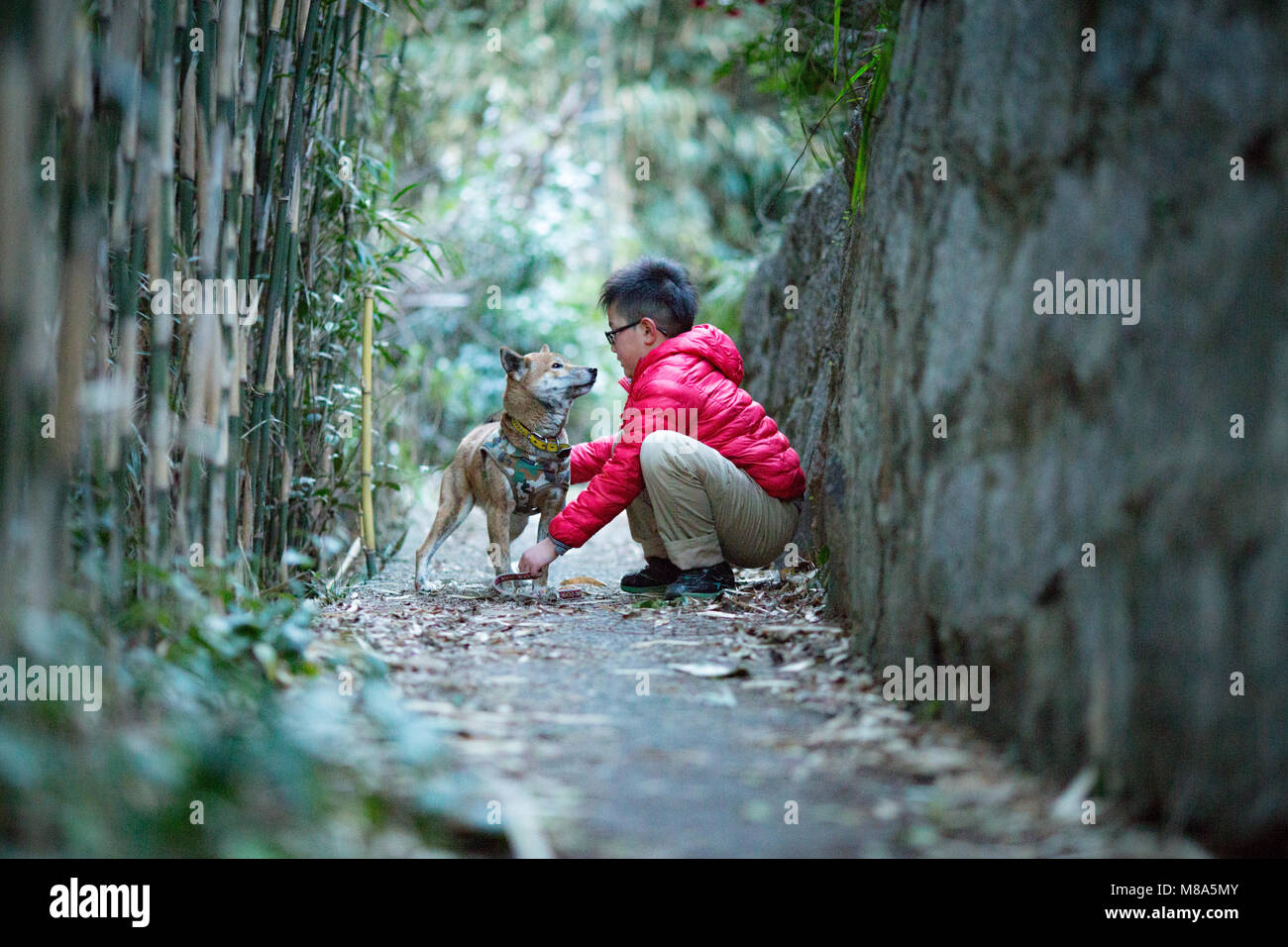 Boy with Shiba Inu Stock Photo - Alamy