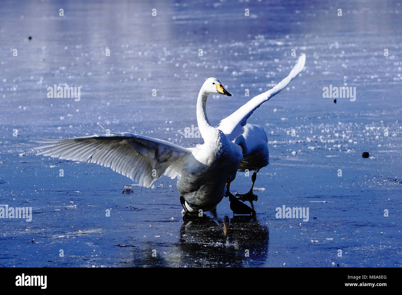 Swan at Lake Kussharo, Hokkaido, Japan Stock Photo - Alamy