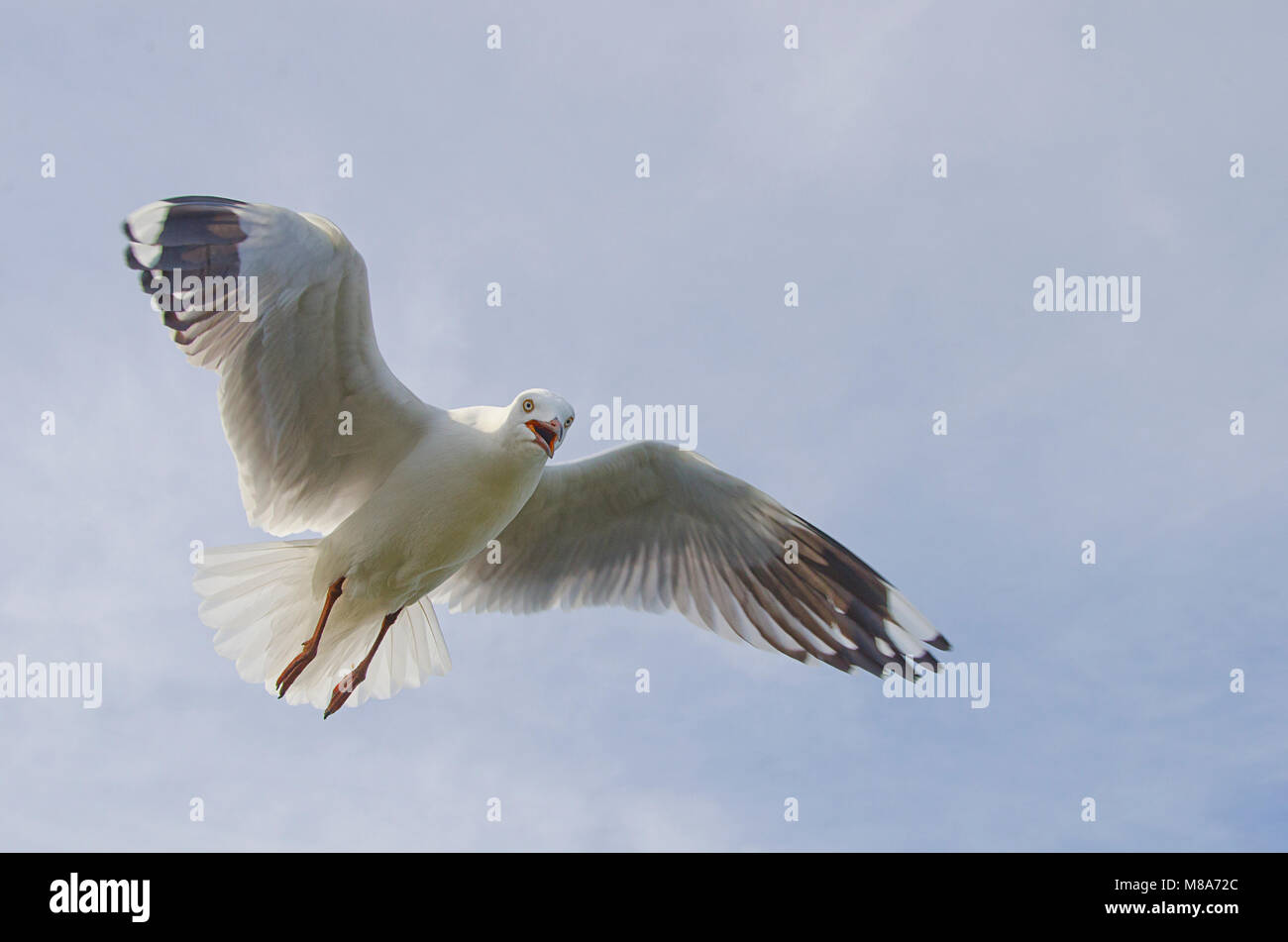 Territorial bird hi-res stock photography and images - Alamy