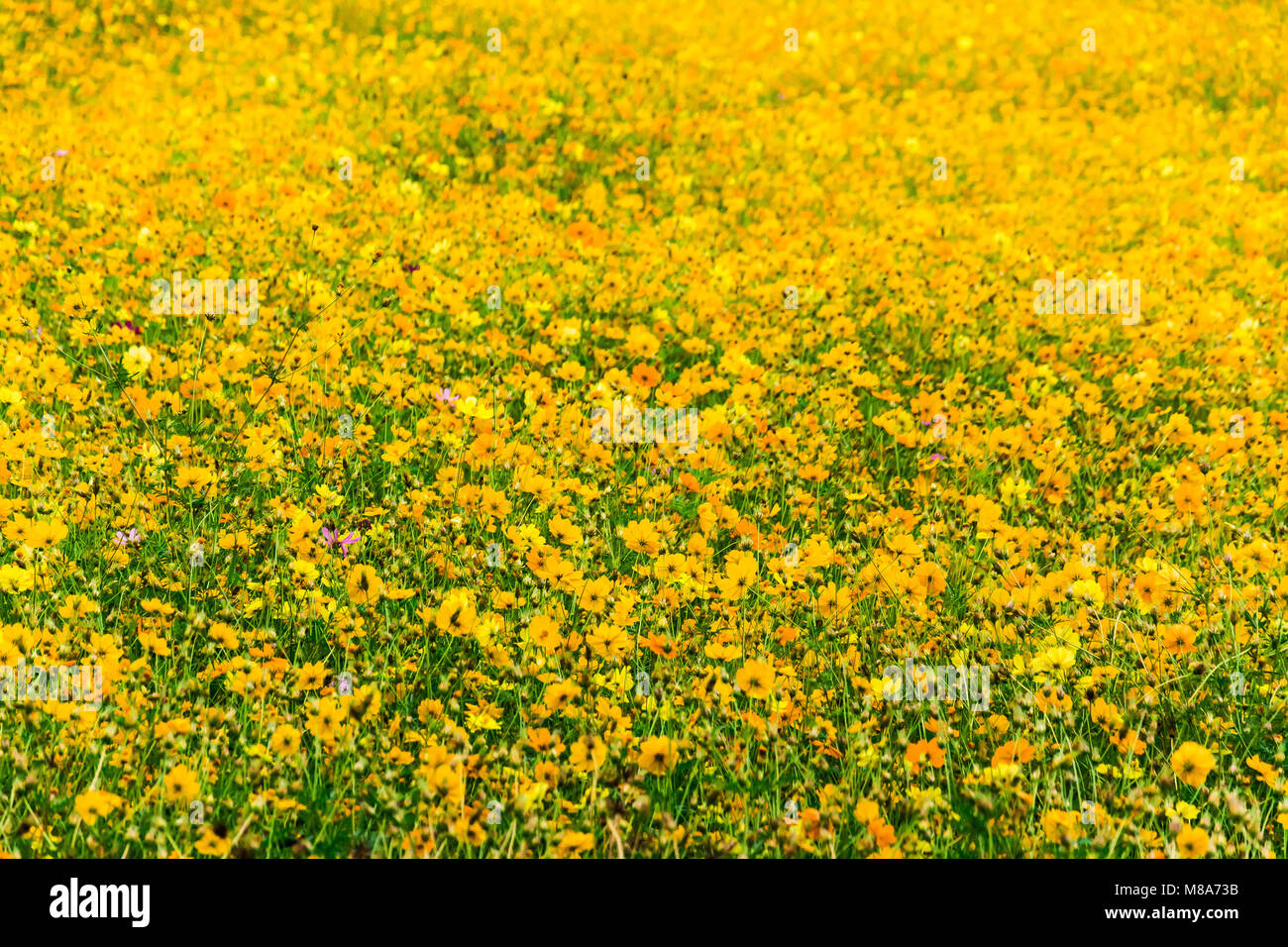 close up yellow cosmos flower for background Stock Photo - Alamy