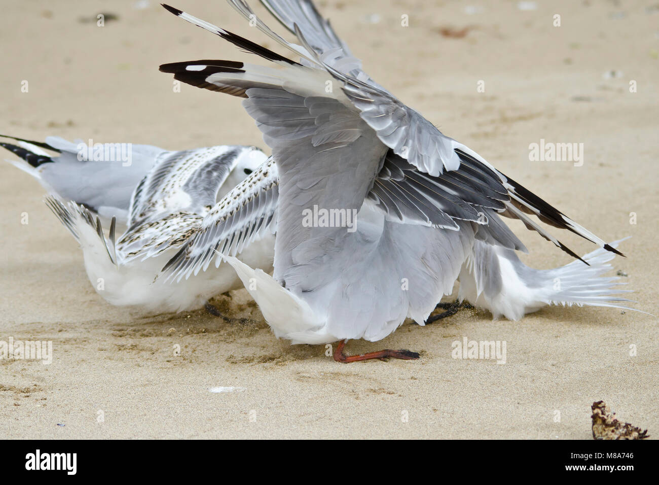 Aggressive seagull hi-res stock photography and images - Alamy