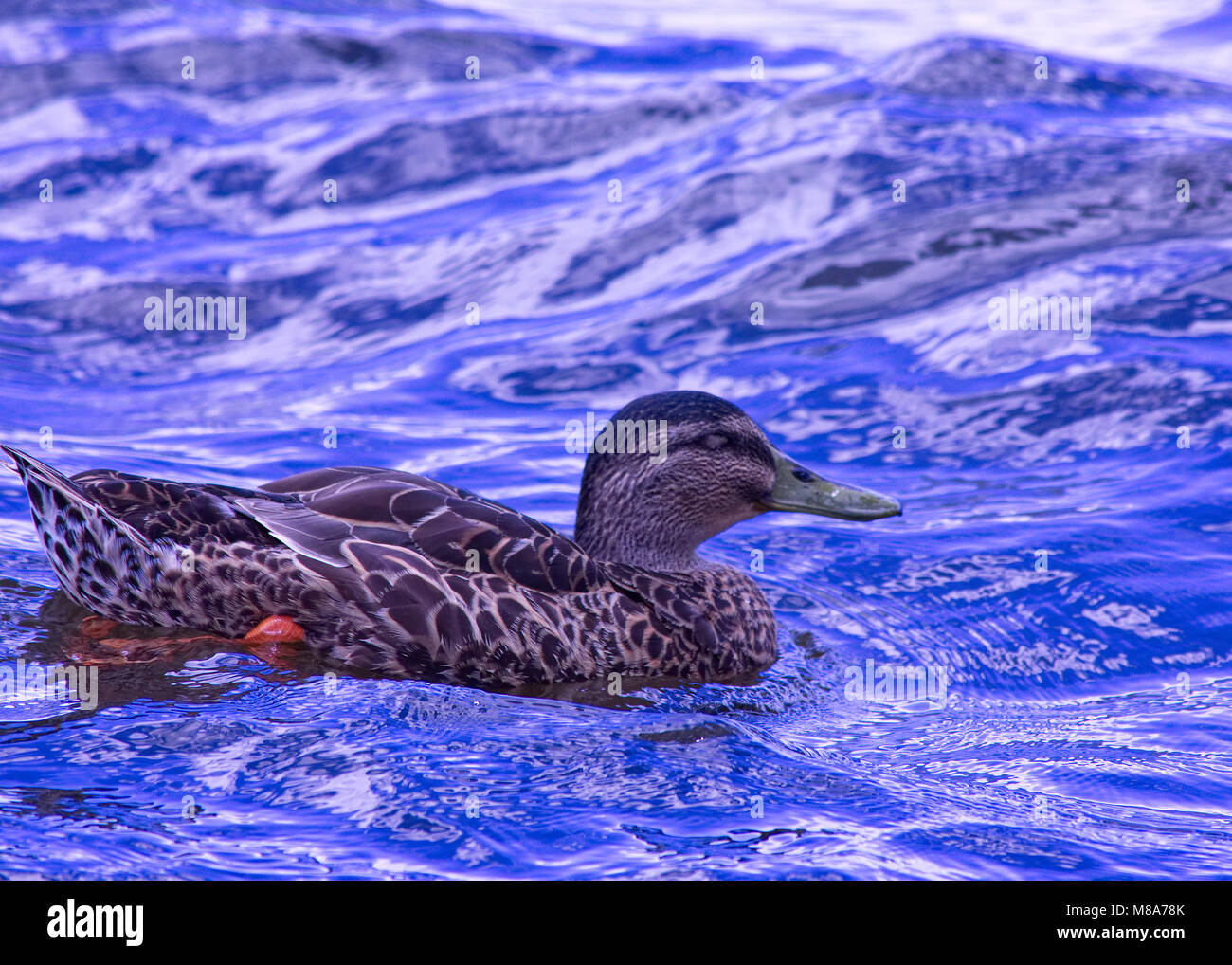 duck in the water Stock Photo - Alamy