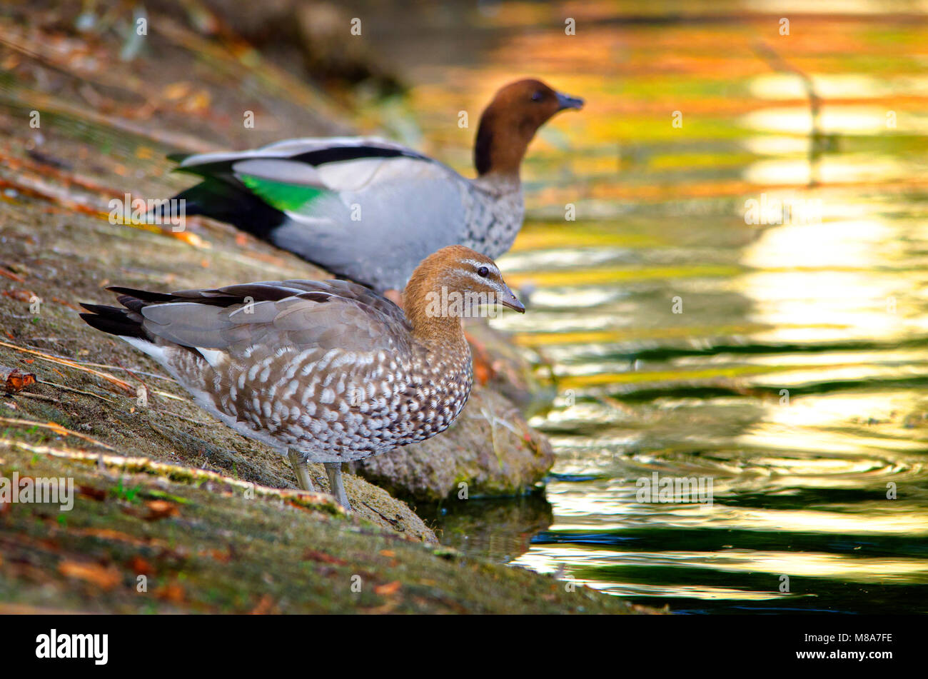 Maned goose hi-res stock photography and images - Alamy