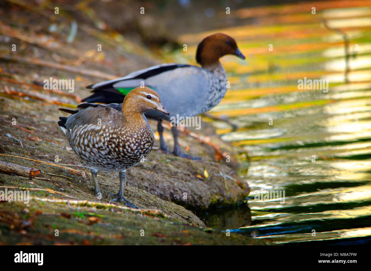 Australian Wood Duck, Maned Duck or Maned Goose (Chenonetta jubata ...