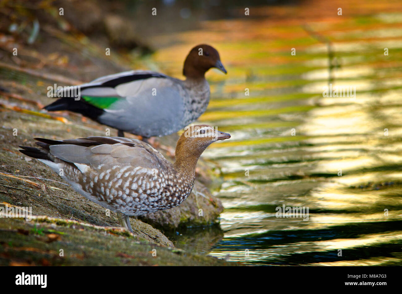 Maned goose chenonetta jubata hi-res stock photography and images - Alamy