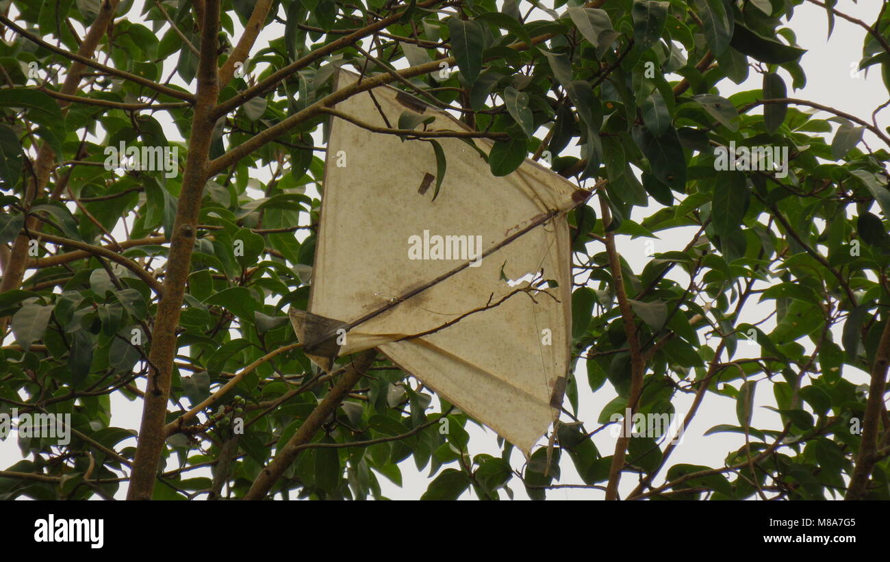Kite Stuck in tree Stock Photo - Alamy
