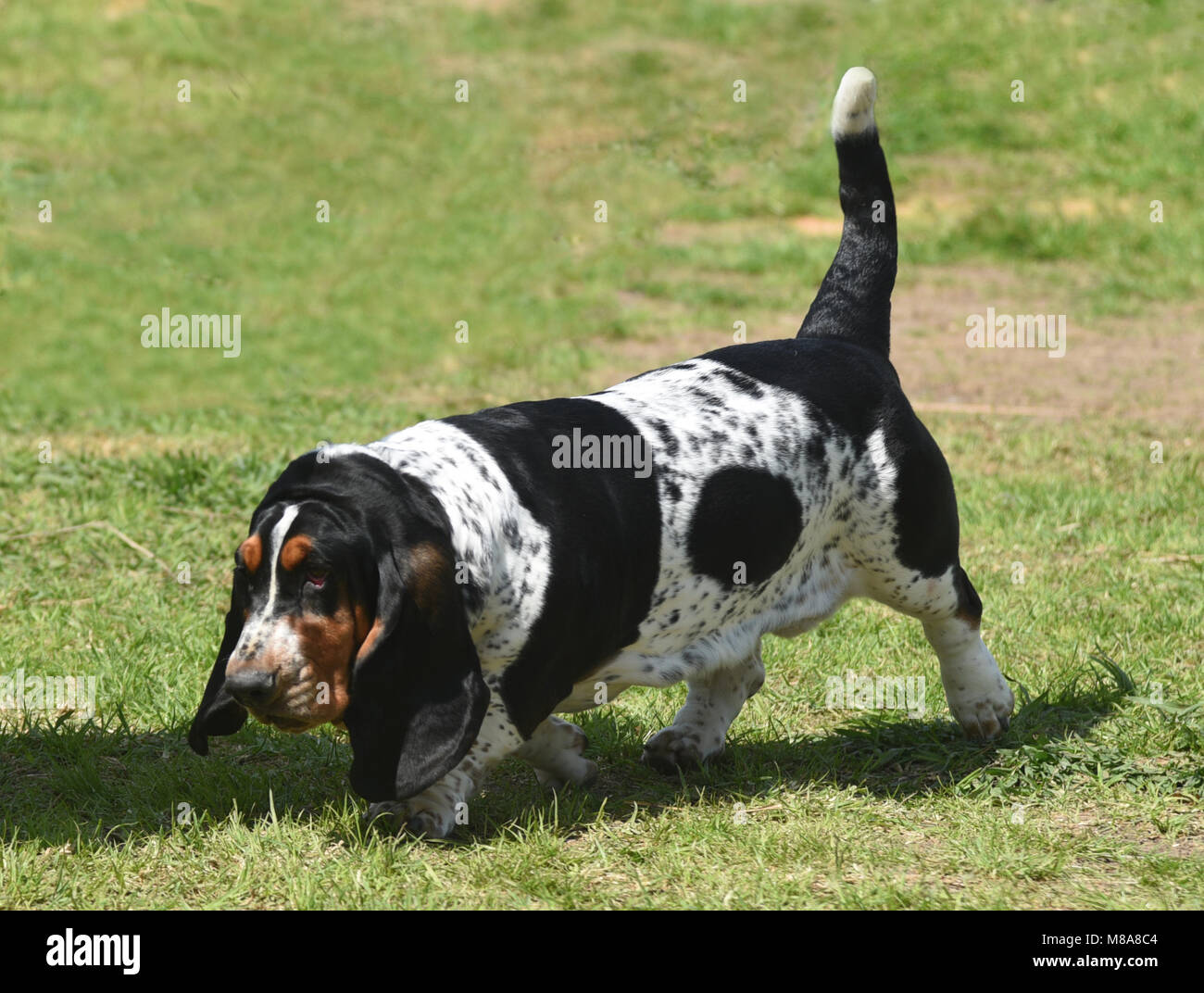 Hounds competition hi-res stock photography and images - Alamy