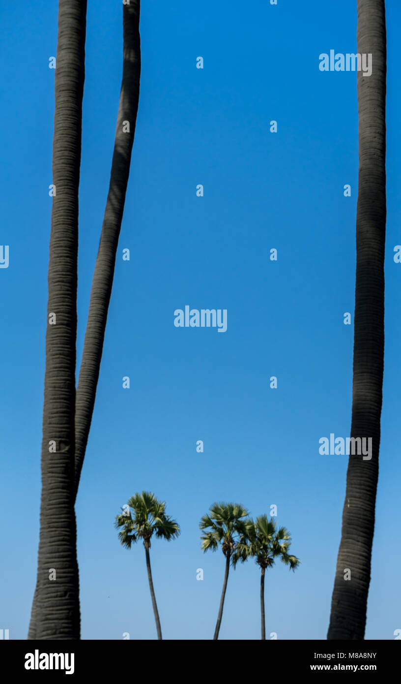 Palm trees captured at Goa, India Stock Photo - Alamy