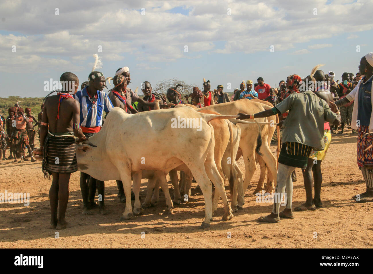 Man jumping cow hi-res stock photography and images - Alamy