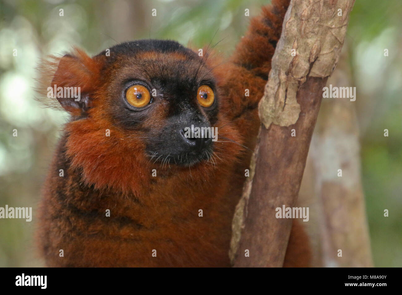 red ruffed lemur (Varecia rubra). Photographed in Madagascar Stock ...