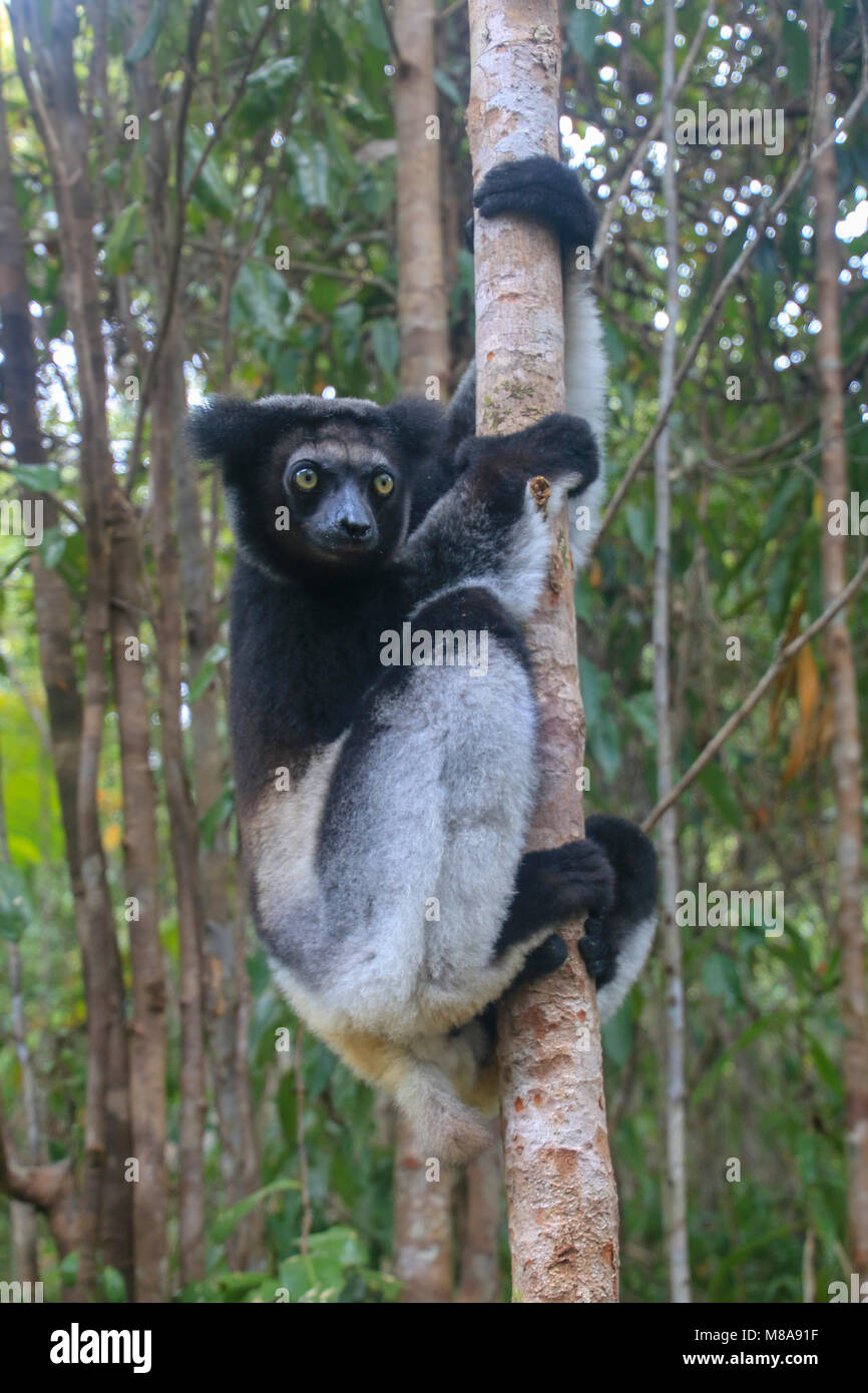 Milne-Edwards' sifaka (Propithecus edwardsi) Photographed in Madagascar ...