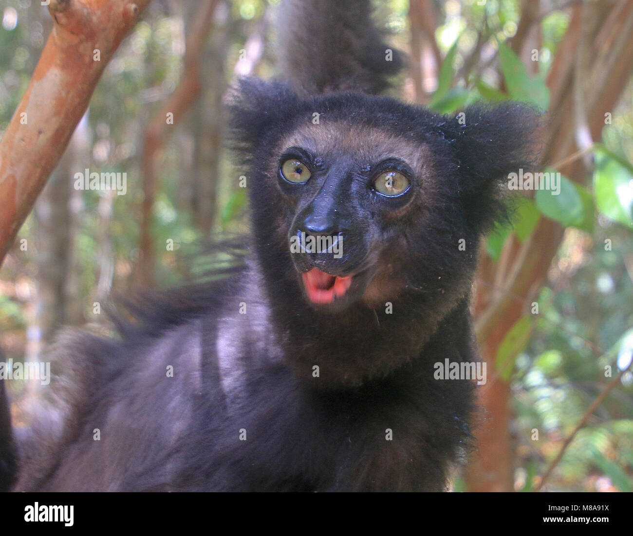 Milne edwards simpona hi-res stock photography and images - Alamy