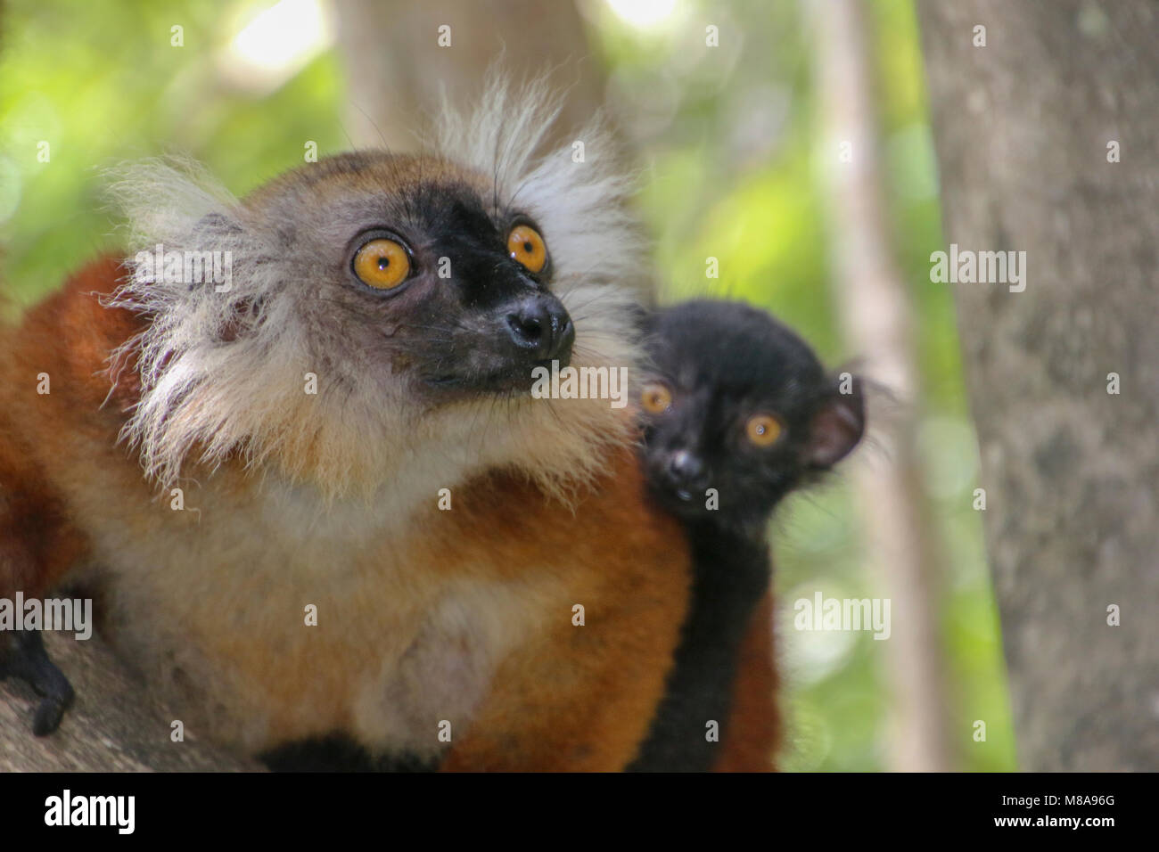 Black lemurs eulemur macaco hi-res stock photography and images - Alamy