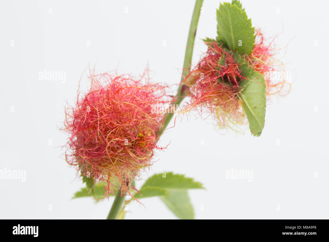 Galls affecting roses hi-res stock photography and images - Alamy