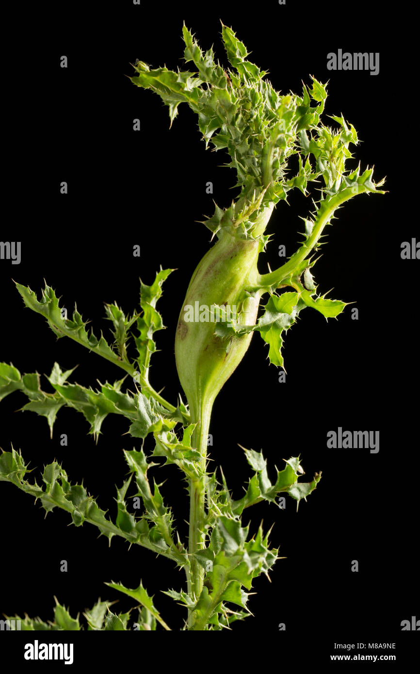 Thistle gall caused by the fly Urophora cardui, on a creeping thistle ...