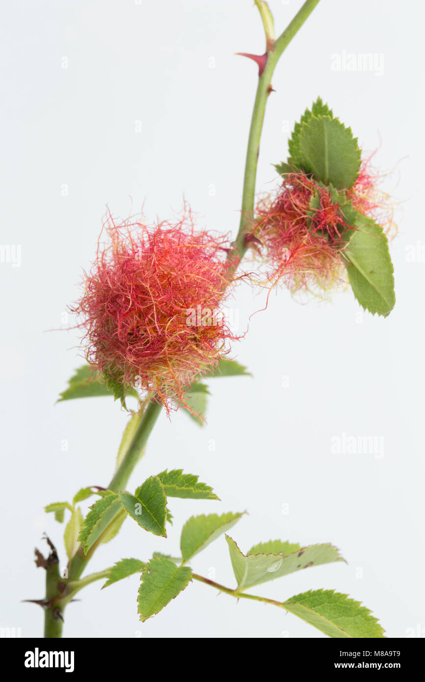 Galls affecting roses hi-res stock photography and images - Alamy