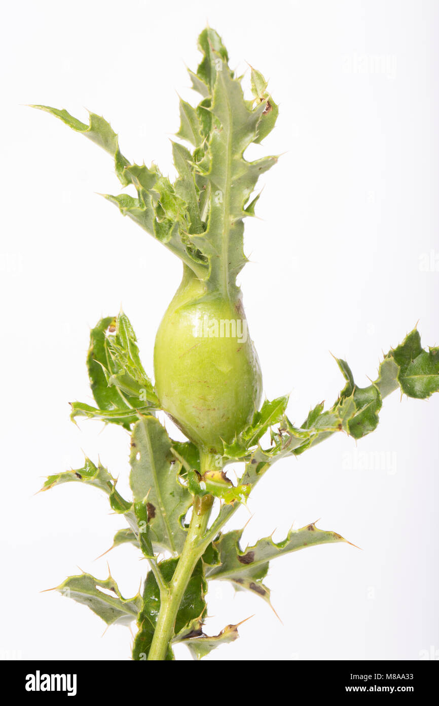 Thistle gall caused by the fly Urophora cardui, on a creeping thistle ...