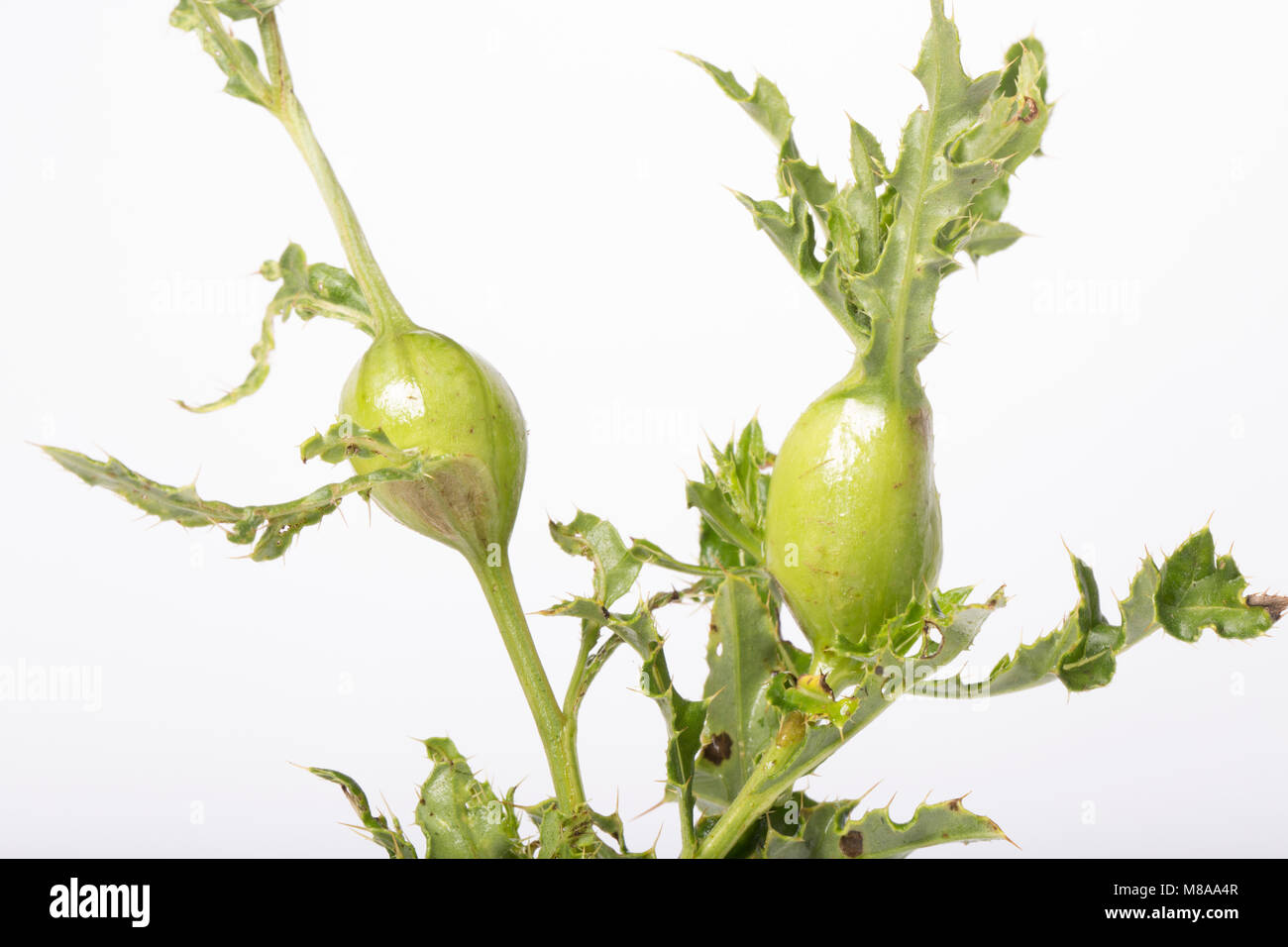 Thistle gall caused by the fly Urophora cardui, on a creeping thistle ...