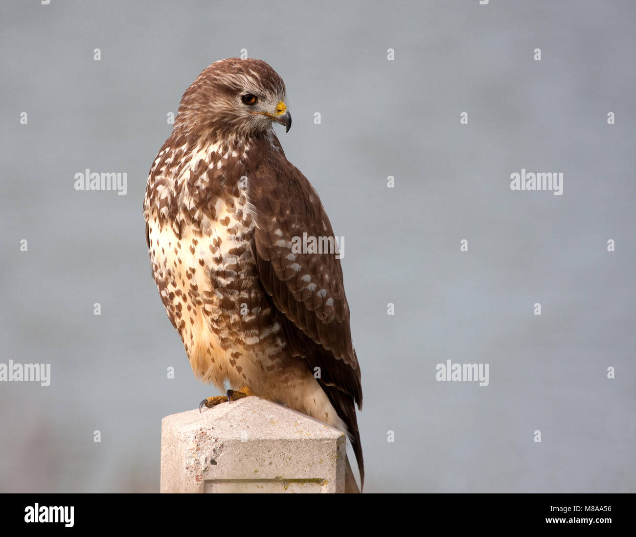 Buizerd op een paal, Common Buzzard perched on a pole Stock Photo - Alamy