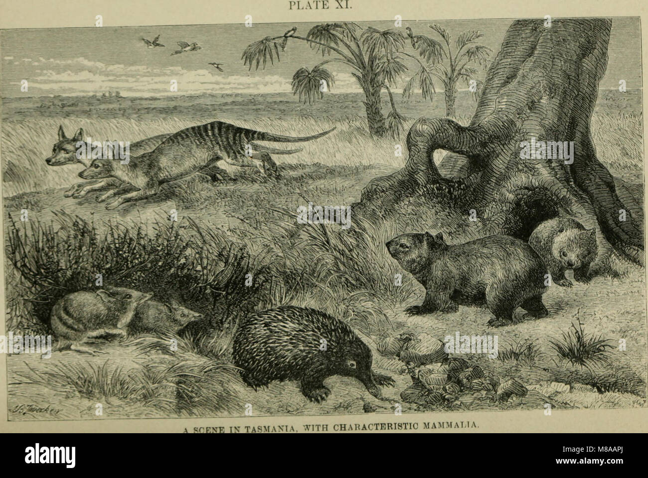 This 1876 work explores the geographical distribution of animals ...