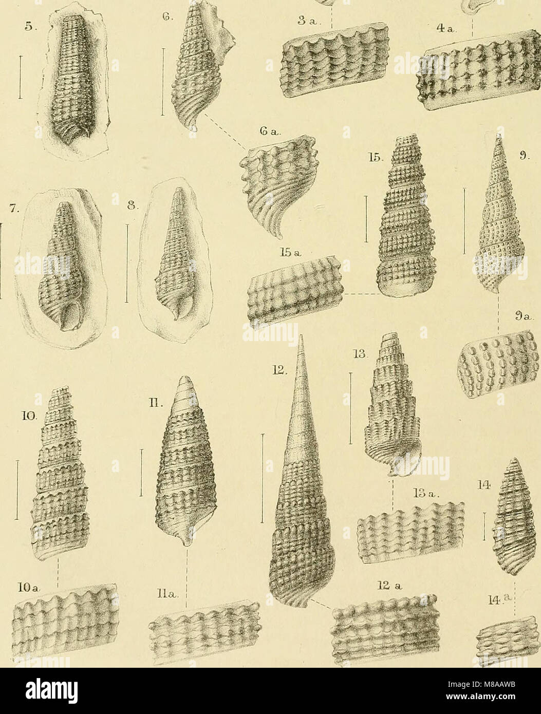 The *Geological Magazine* (1884) is a scientific publication that ...