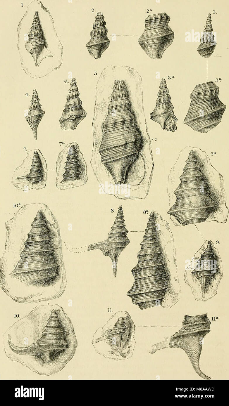 The 1884 *Geological Magazine* featuring research on earth sciences ...