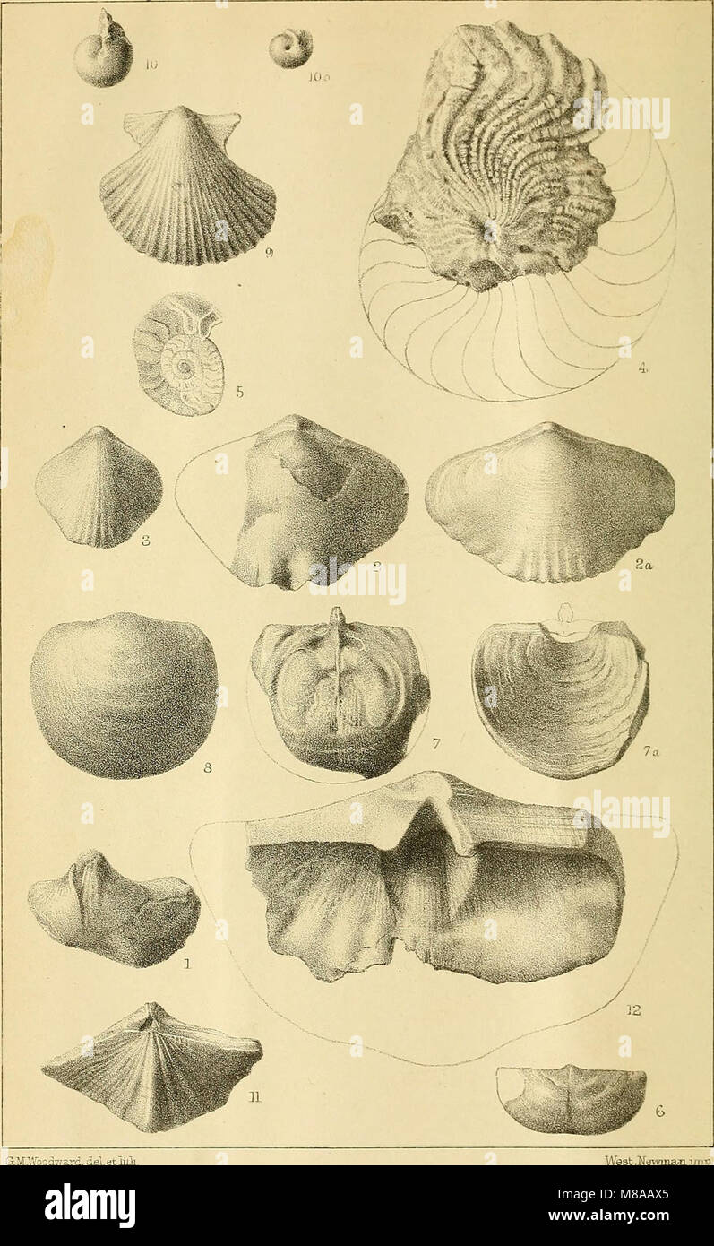 The 1890 *Geological Magazine* includes studies and discussions on ...