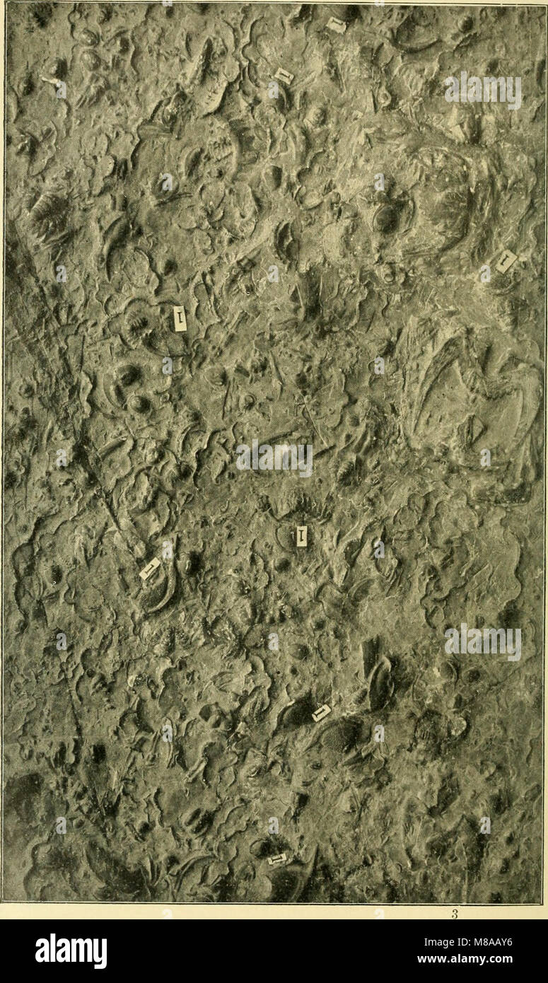 Geological magazine (1905) (14781892364 Stock Photo - Alamy