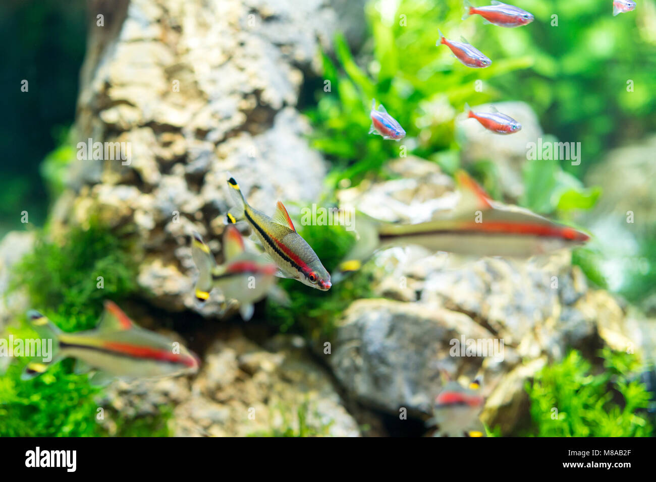 Aquarium with beautiful fish Stock Photo - Alamy