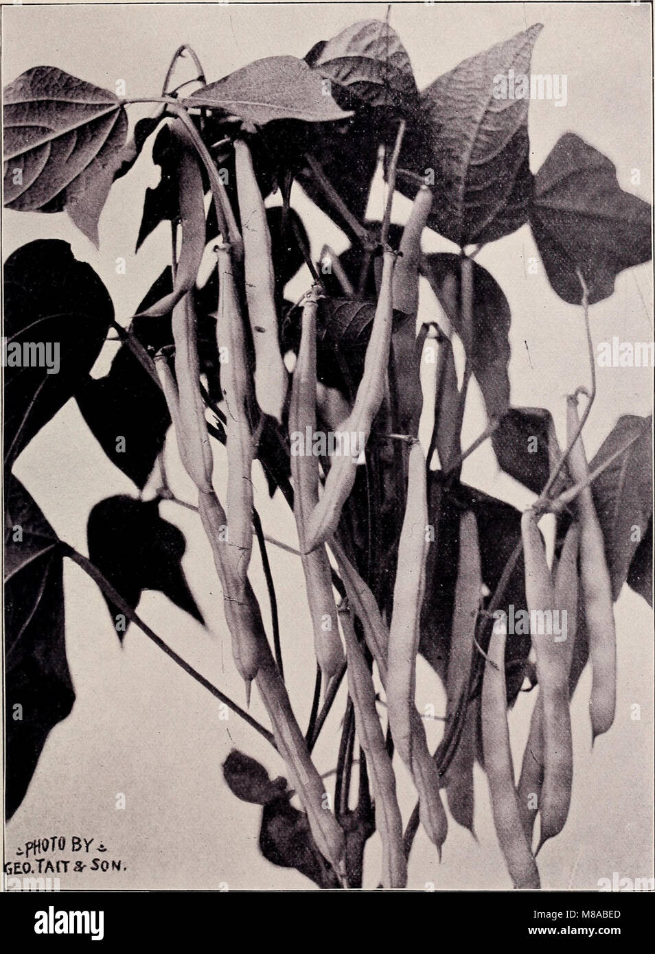 George Tait and Sons' price list and descriptive catalogue of field and ...