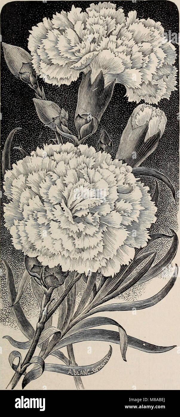 George Tait and Sons' price list and descriptive catalogue of field and ...