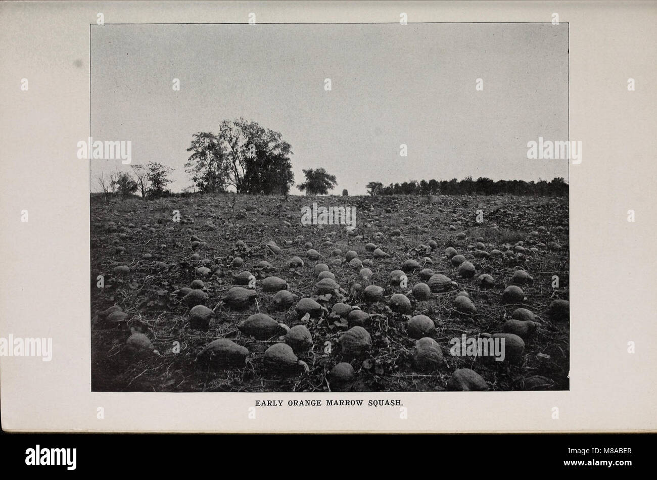 George Tait and Sons' price list and descriptive catalogue of field and ...